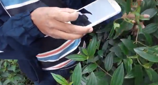 Have You Seen Pishta Plant Ever ? – Mission Green Delhi